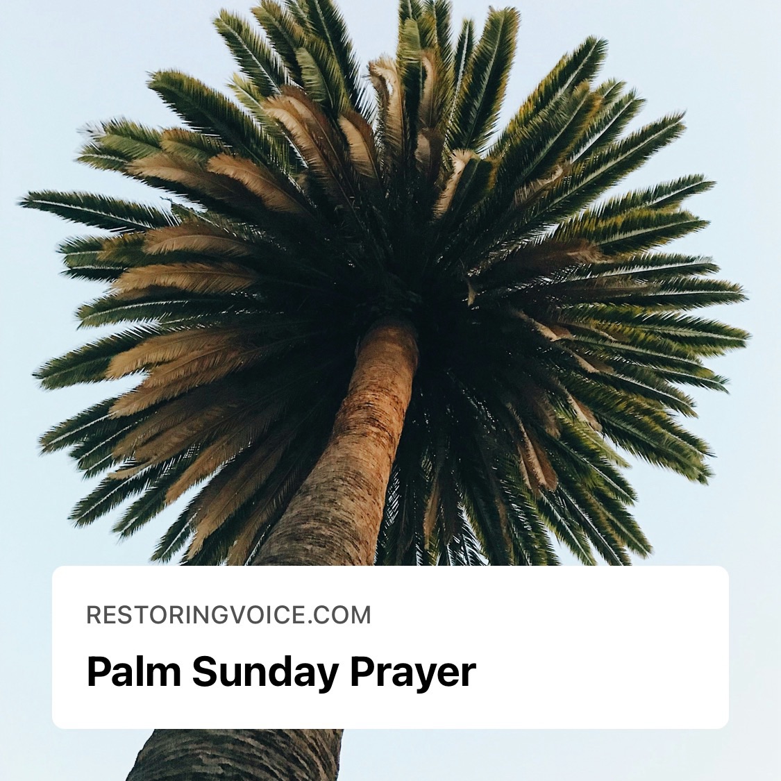 Palm Sunday Prayer – Restoring Voice